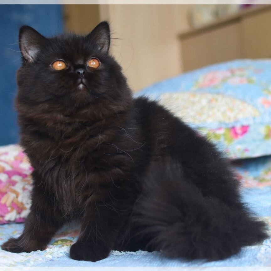 Британский длинношёрстный котёнок