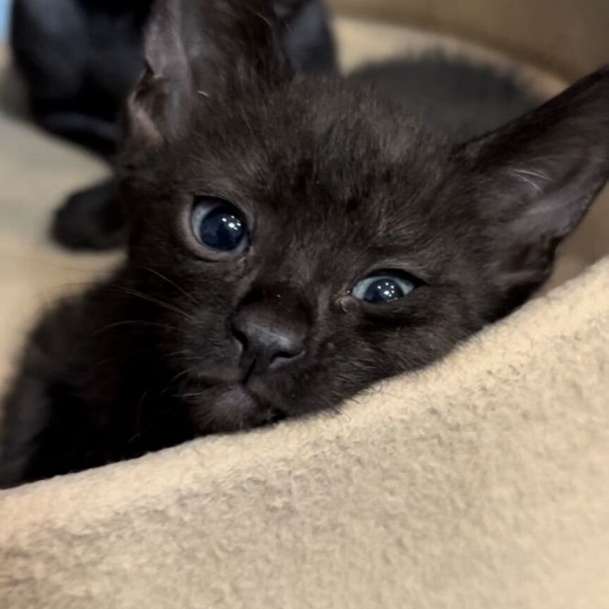 Котенок сфинкса в добрые руки