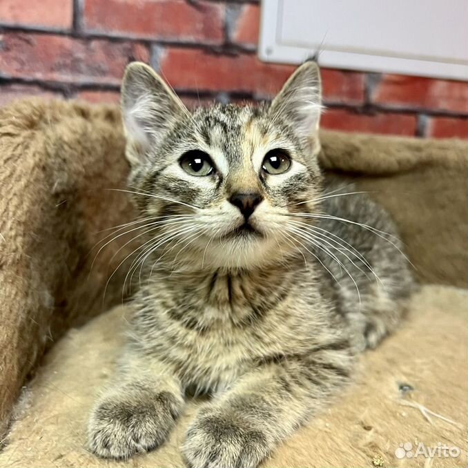 Котенок девочка Соня 2,5 мес ищет дом