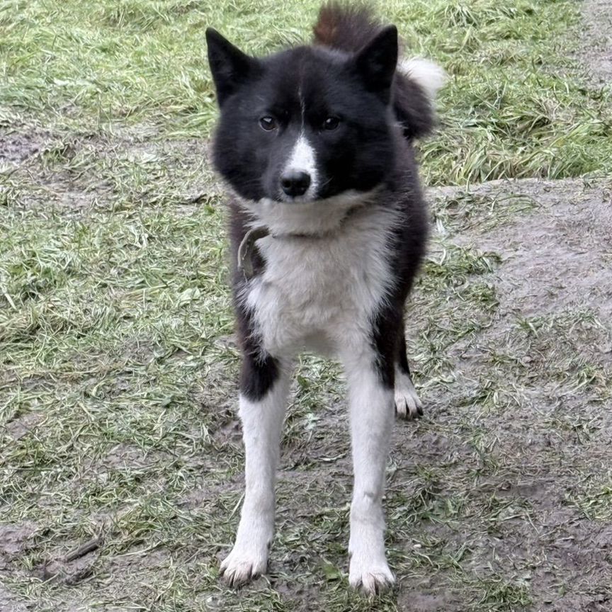 Русско-европейская лайка, взрослая собака