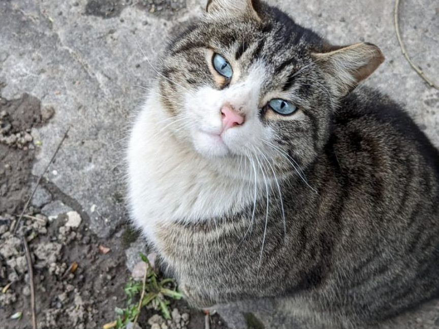 Кошечка с удивительно красивыми, голубыми глазами