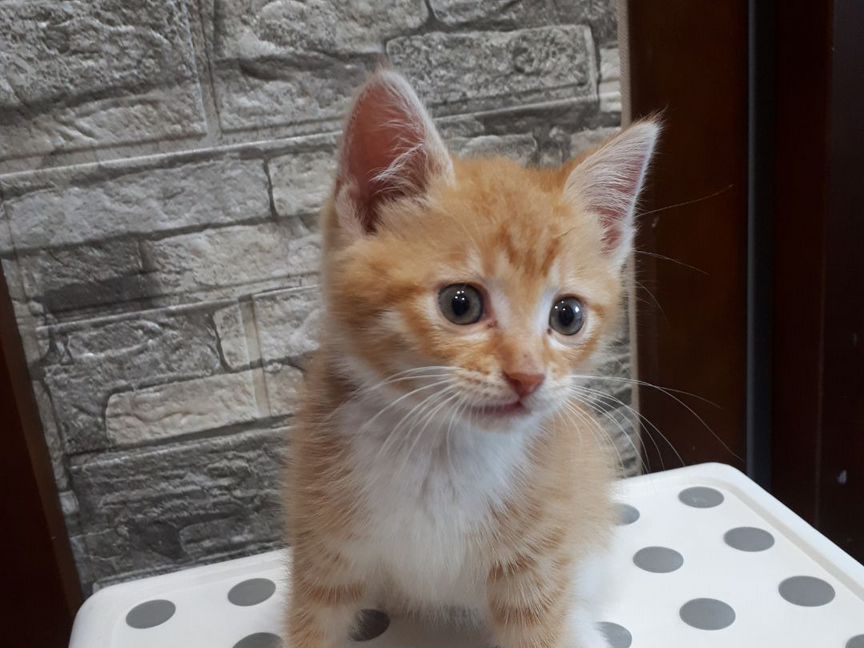 Милый котеночек в добрые руки