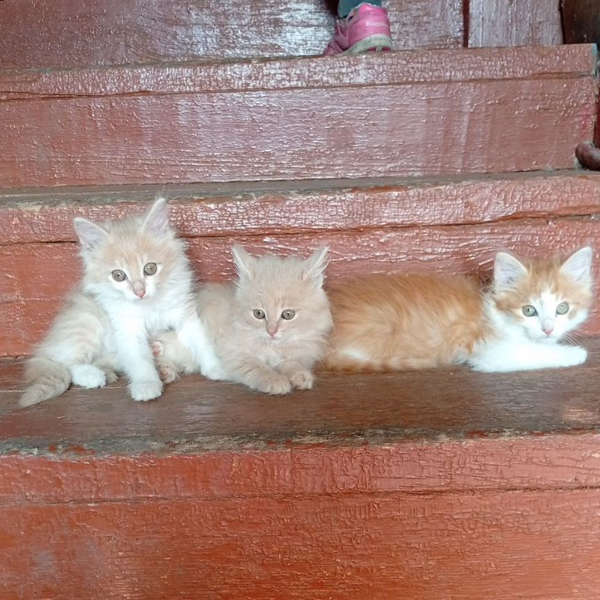 Котята в добрые руки бесплатно