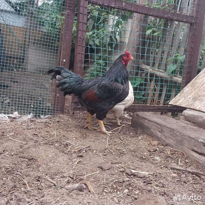 Петух и курочка корниш