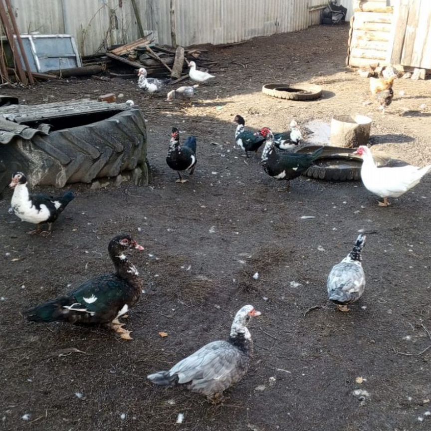 Селезень индоутки