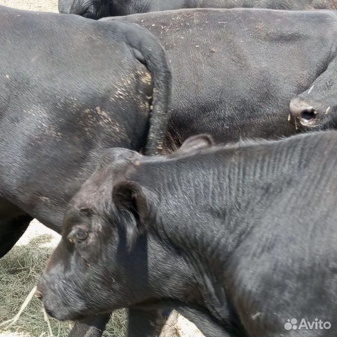 Быки абердин ангус