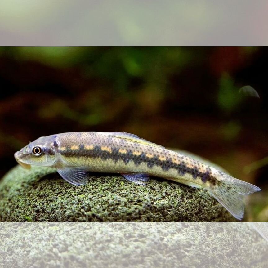 Гиринохейлус природный (водорослеед)