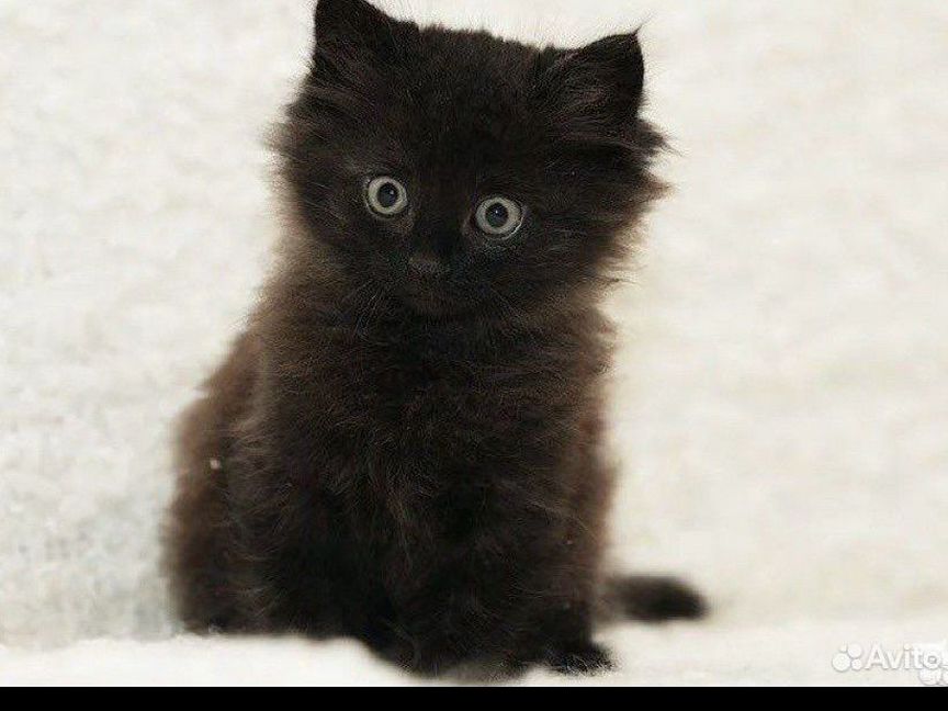 Котята в добрые руки даром