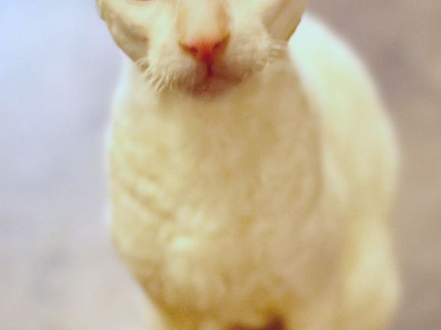 Корниш-рекс