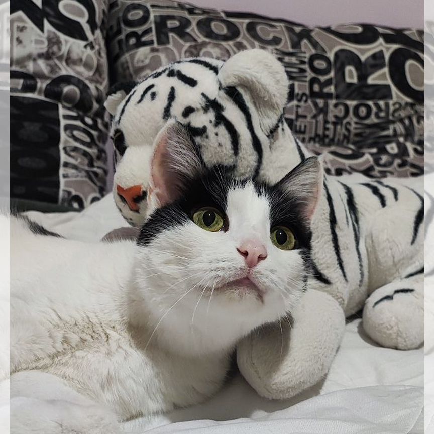 Взрослый кот в добрые руки