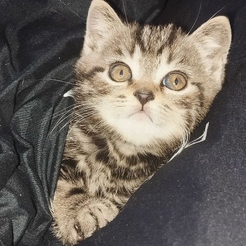 Шотландская прямоухая котята