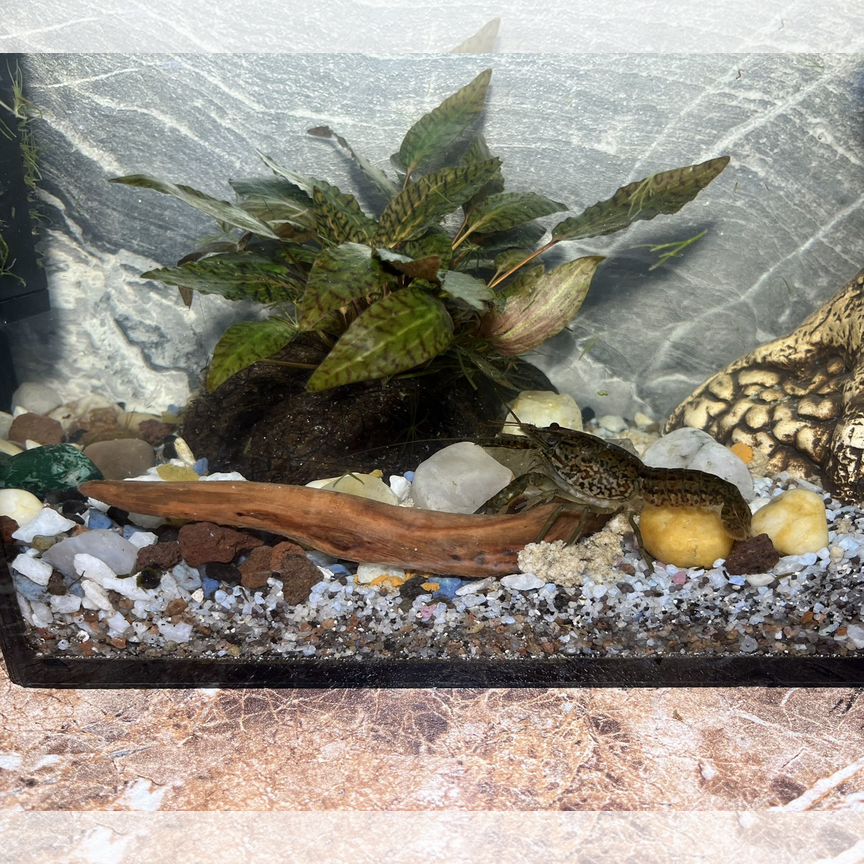 Аквариум с карликовыми раками филтиром растениями