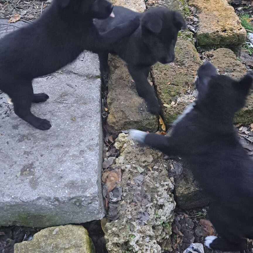 Отдам в добрые руки щенков