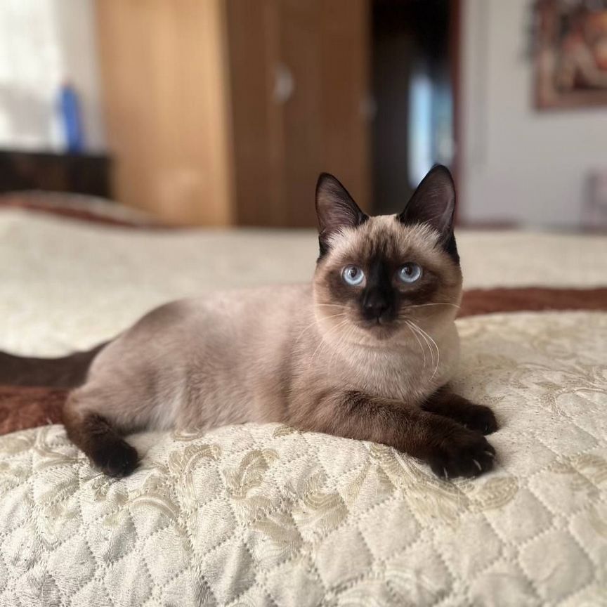 Сиамская кошка