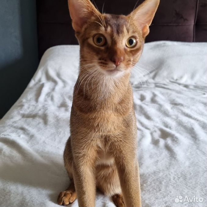 Абисинский котенок