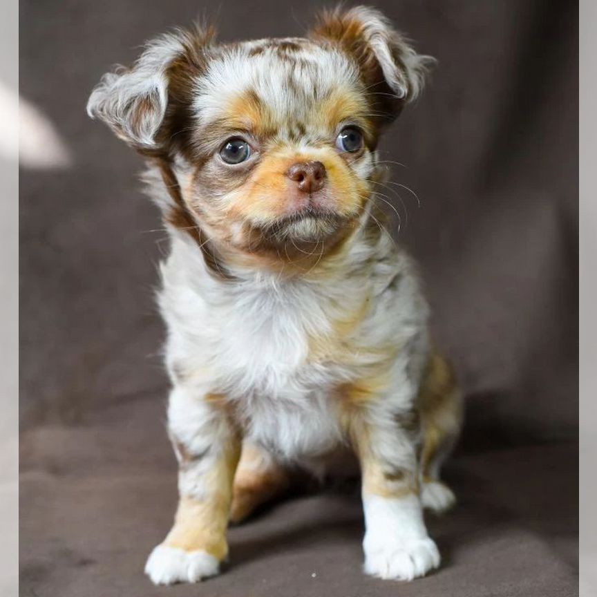 Чихуахуа, щенок