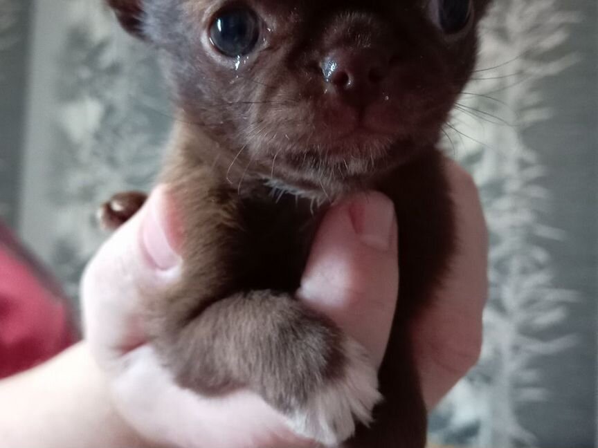 Щенки чихуахуа мини