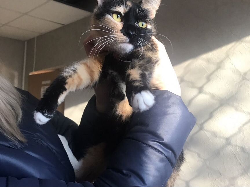 Шанель в добрые руки