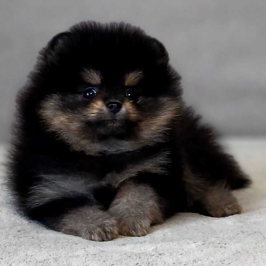 Померанский шпиц, щенок