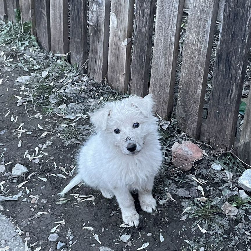 Щенок девочка в добрые руки