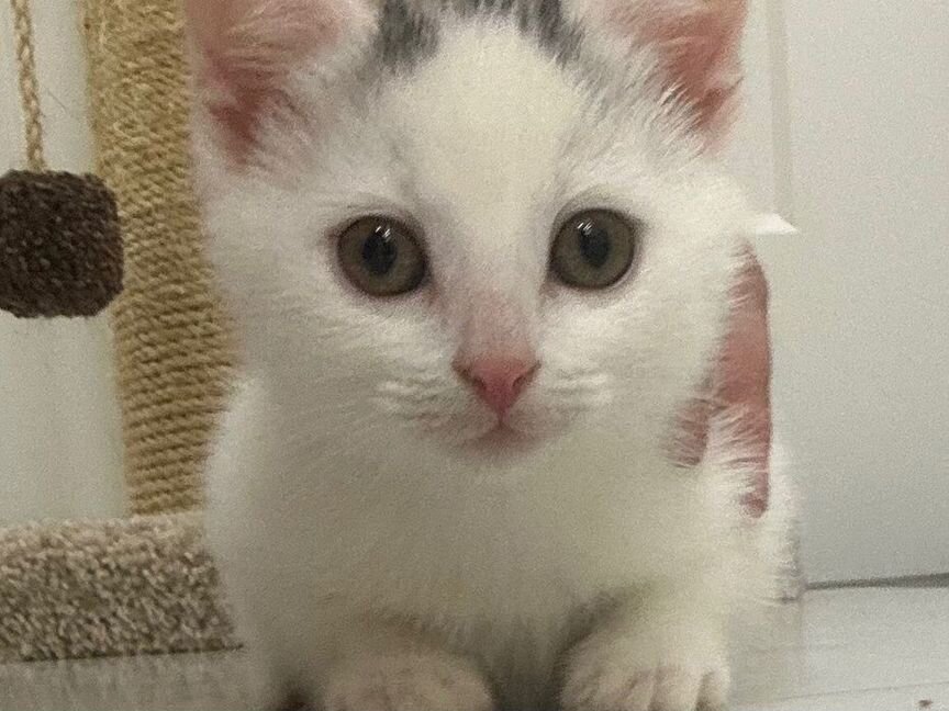 Маленькая кошечка ищет совего человека и дом
