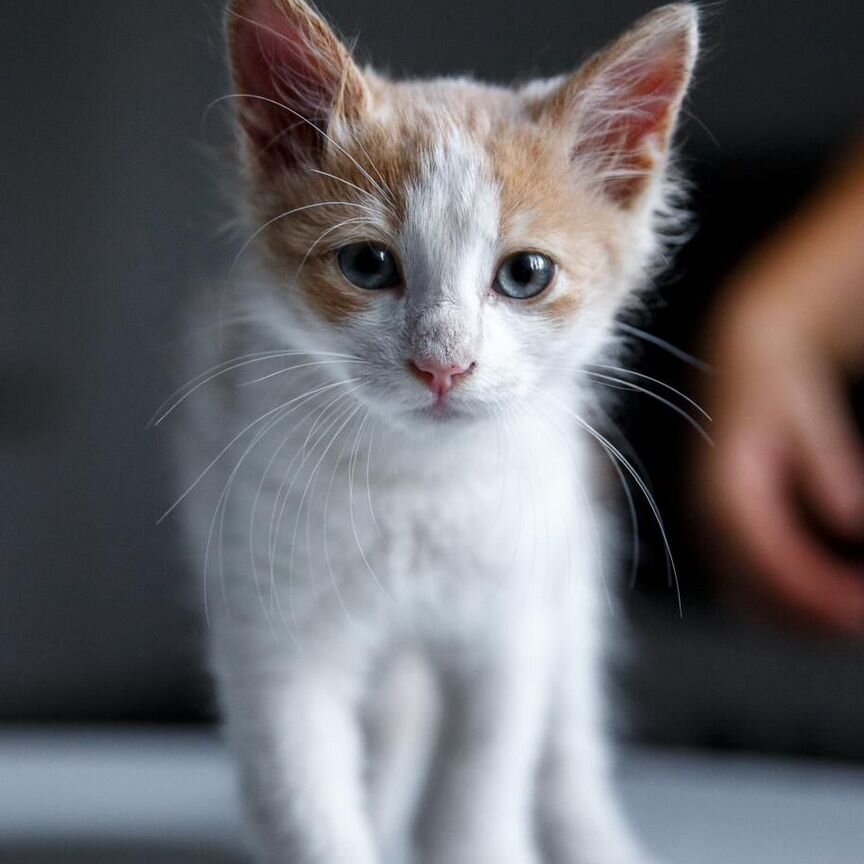 Котенок мальчик ищет дом