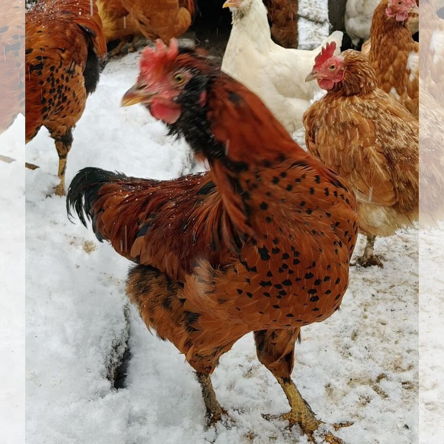 Молодые петухи