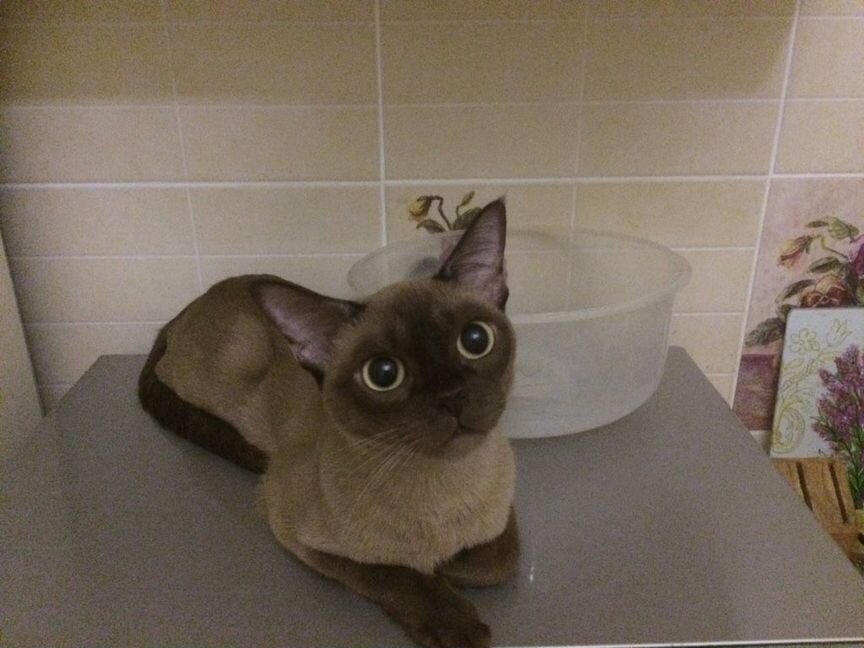 Бурманская кошка