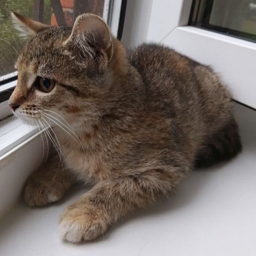 Котенок девочка Лисёнок