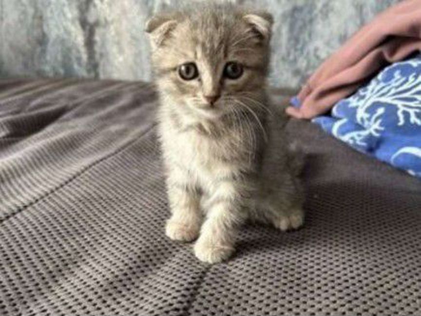 Вислоухие котята в добрые руки
