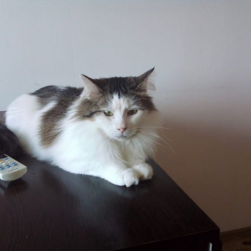Кот ищет дом