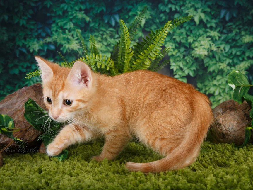 Игривый рыжик