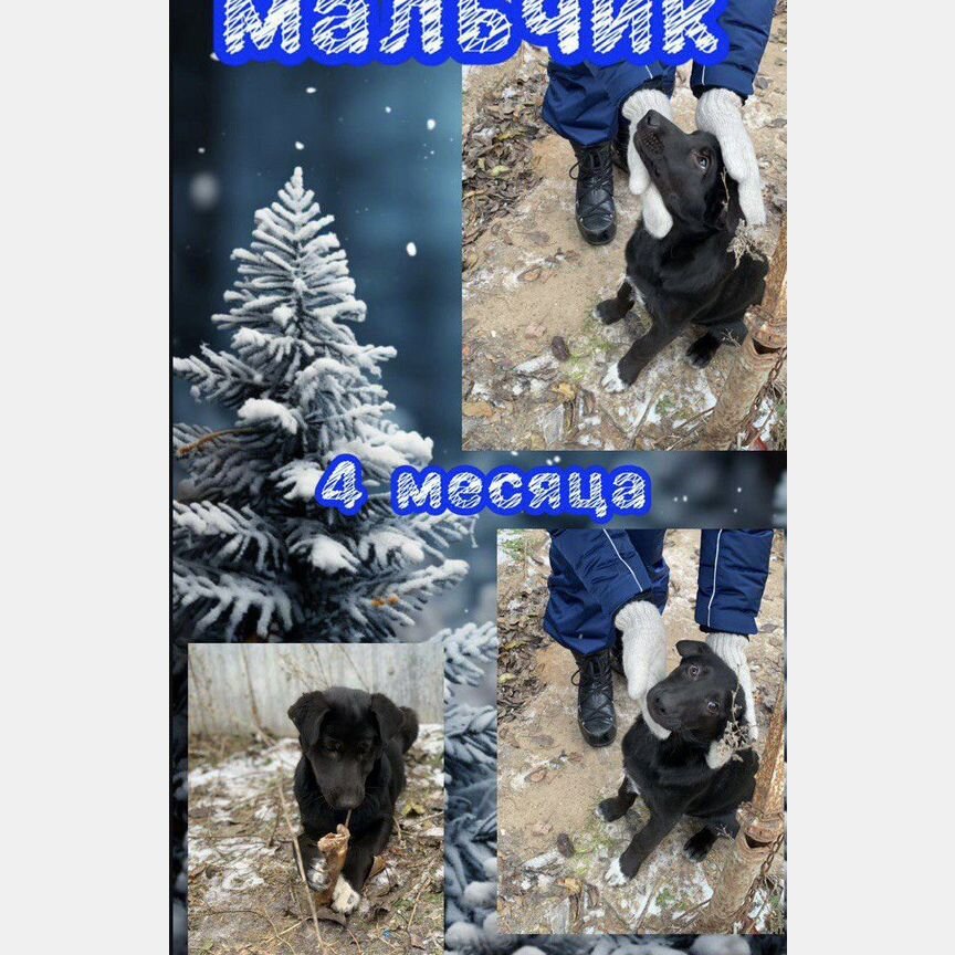 Щенки хорошим людям