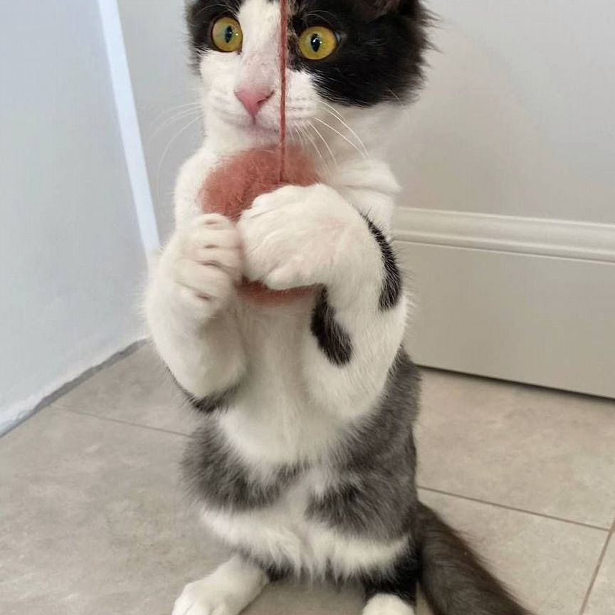 Кошечке нужен дом