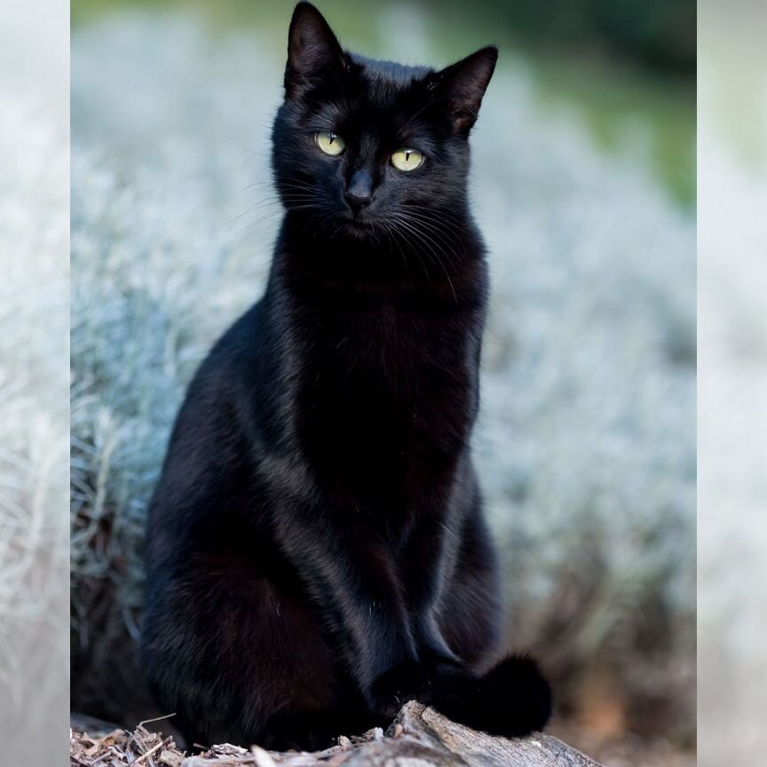 Черная кошка гладкошерстная
