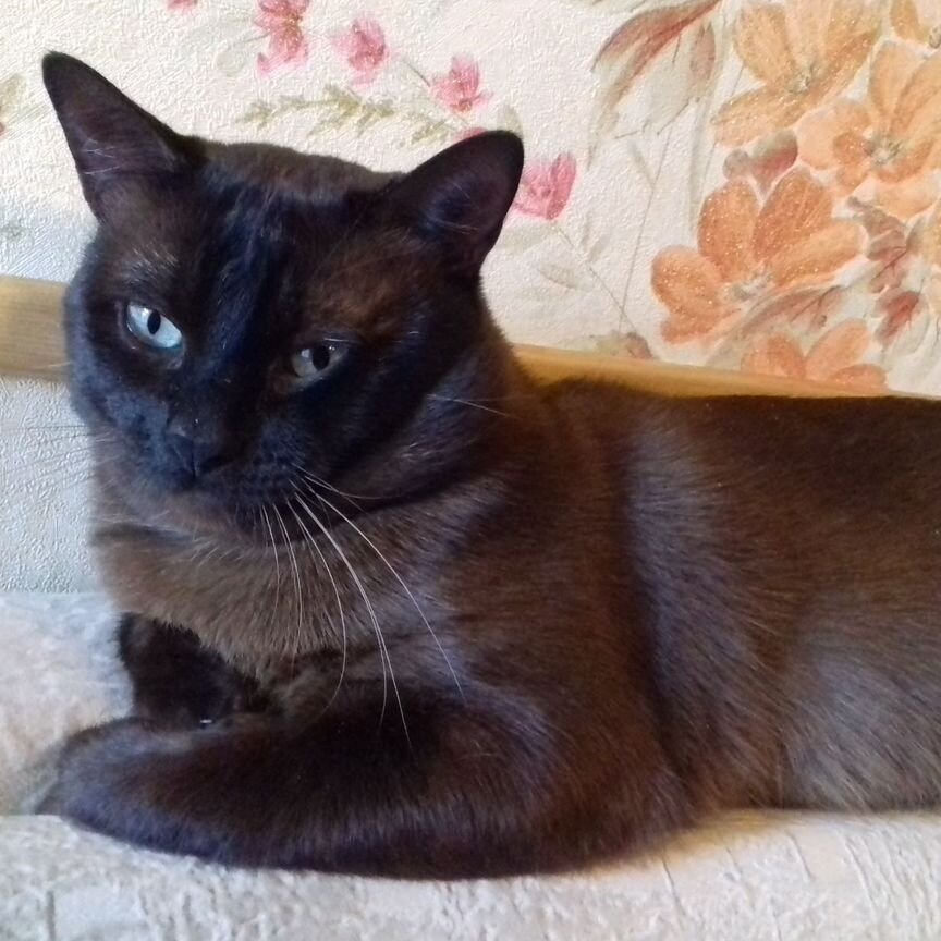 Европейский бурманский, взрослый кот