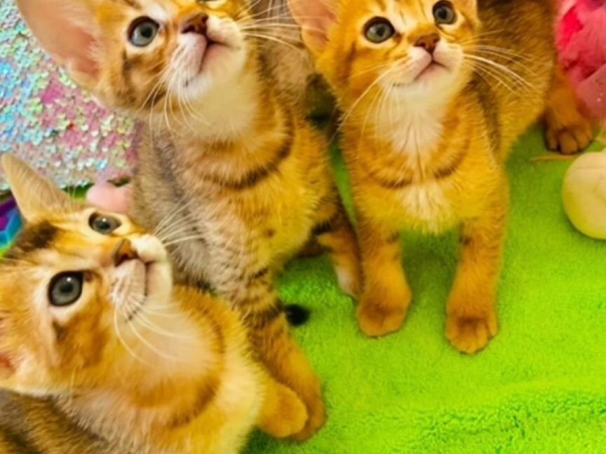 Котята