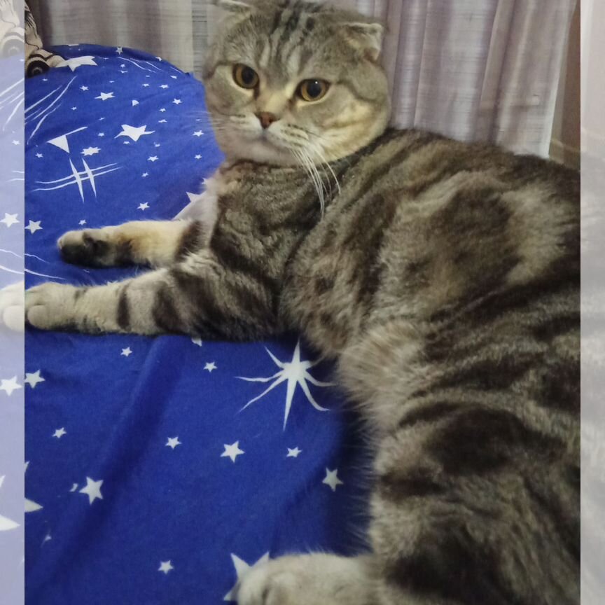 Шотландский вислоухий длинношёрстный, взрослый кот