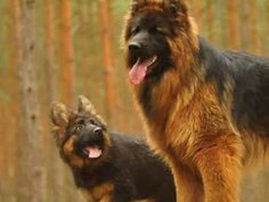 Длинношерстные немецк. овчарки щенки лохмачи мишки