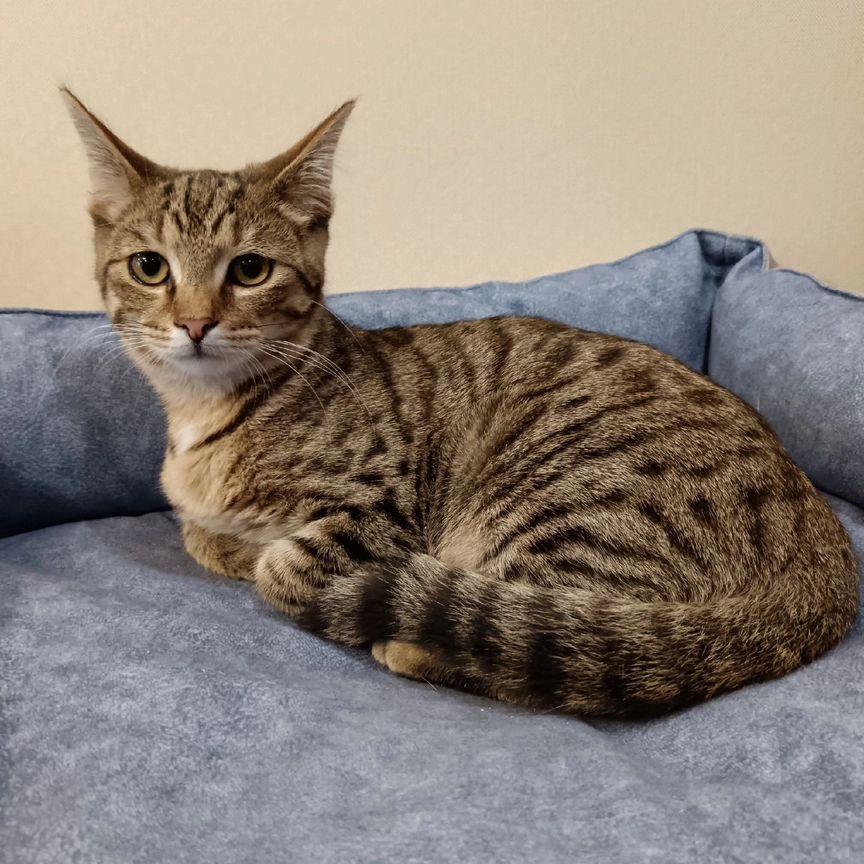 Котенок Ларри