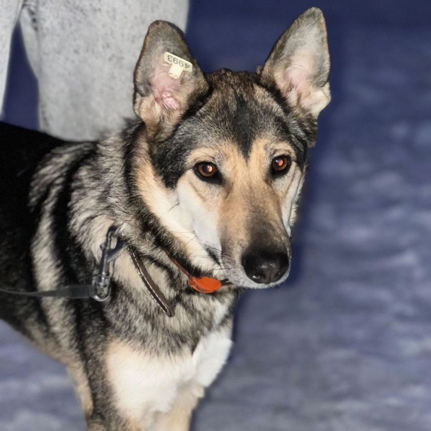 Собачка в добрые руки