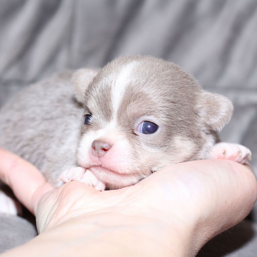 Щенки чихуахуа девочки