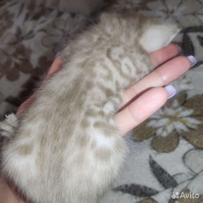 Бенгальские котятки