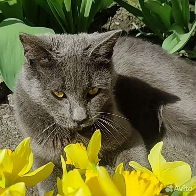 Глаза цвета нарцисс