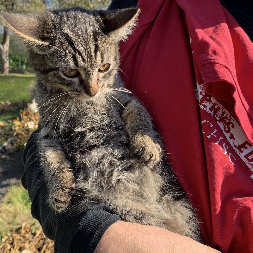 Котенок в добрые руки