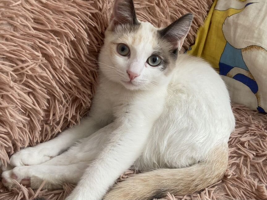 Котенок