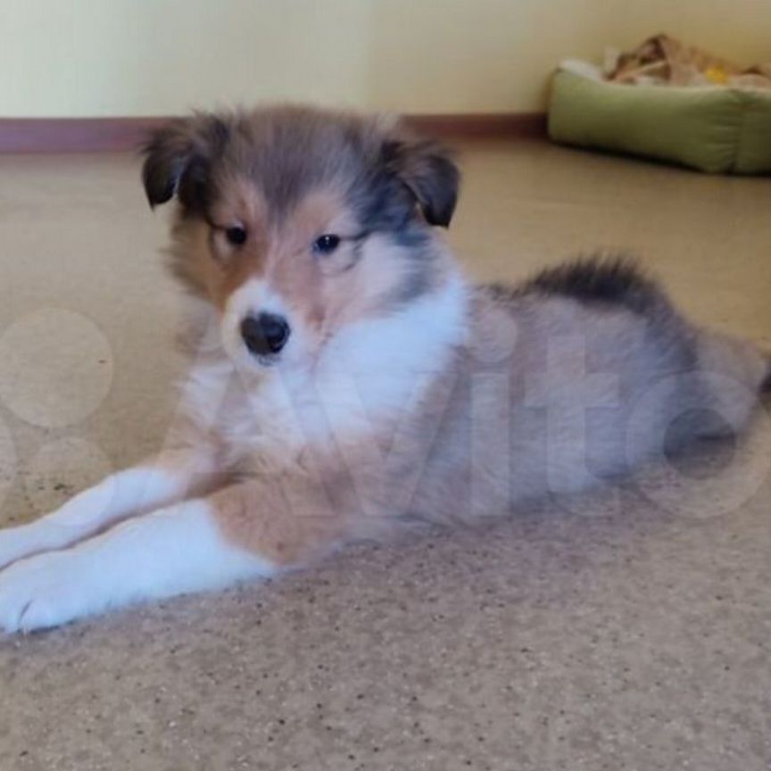 Колли супер овчарочка