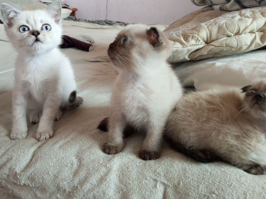 Шотландские вислоухие, прямоухии котята