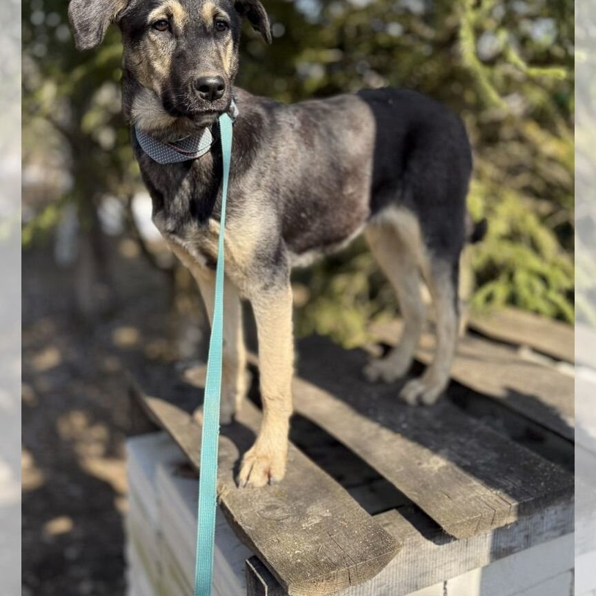 Щенок в добрые руки