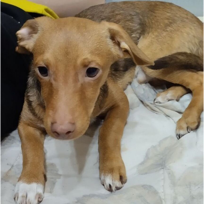 Русский той-терьер, щенок